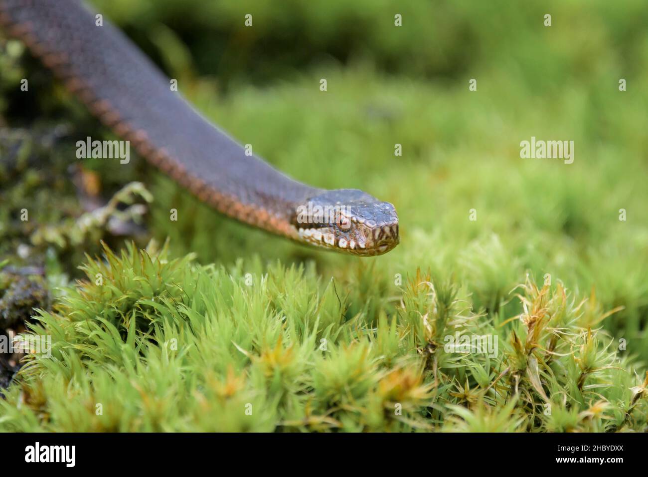 Common european viper (Vipera berus), hell adder, Bavaria, Germany ...