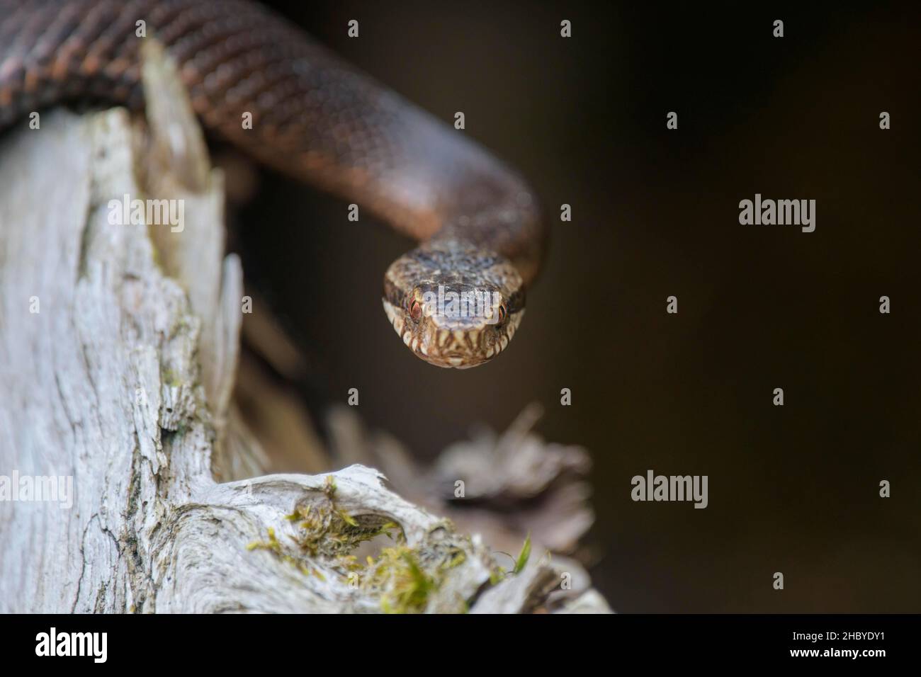 Common european viper (Vipera berus), hell adder, Bavaria, Germany ...