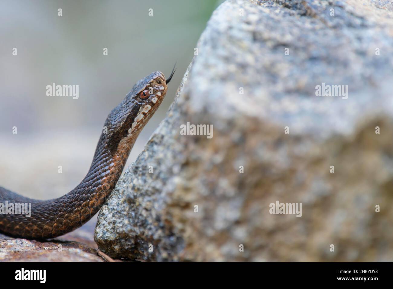 Common european viper (Vipera berus), hell adder, Bavaria, Germany ...
