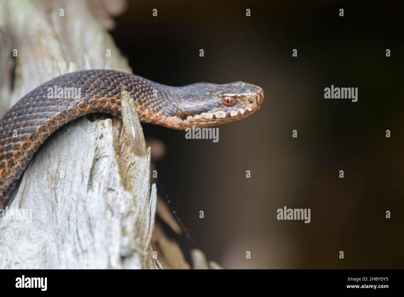 Common european viper (Vipera berus), hell adder, Bavaria, Germany ...