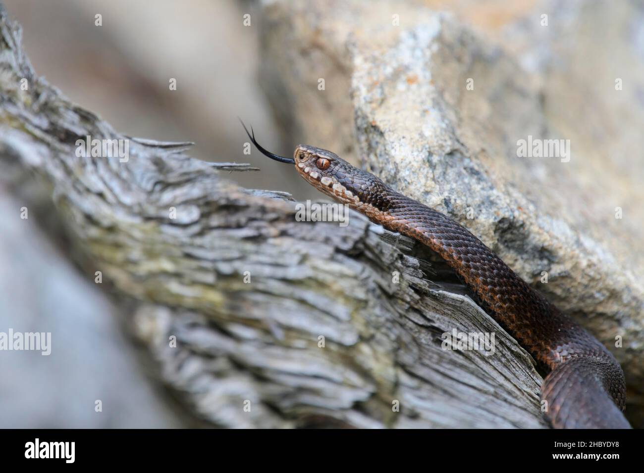 Common european viper (Vipera berus), hell adder, Bavaria, Germany ...
