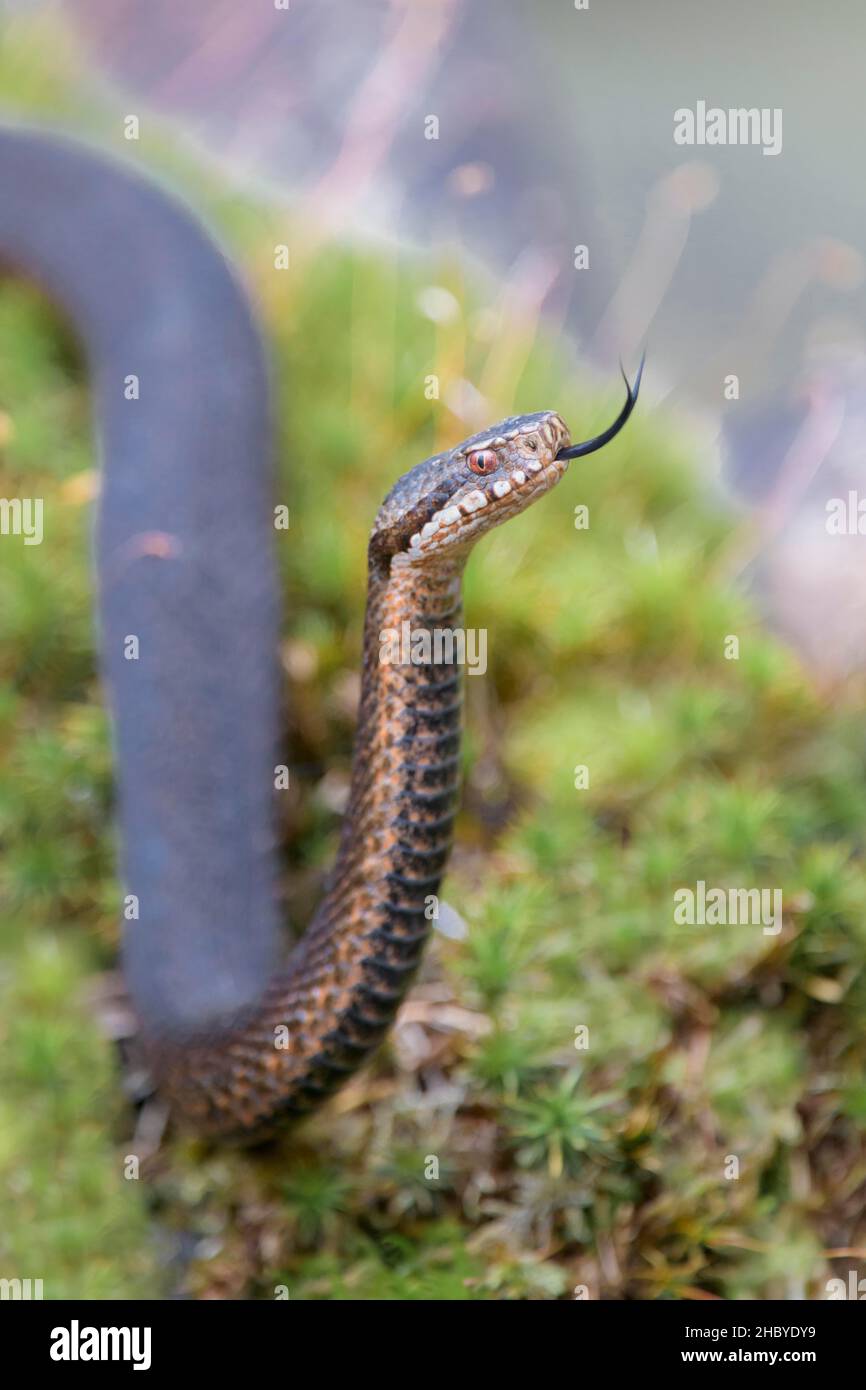 Common european viper (Vipera berus), hell adder, Bavaria, Germany ...
