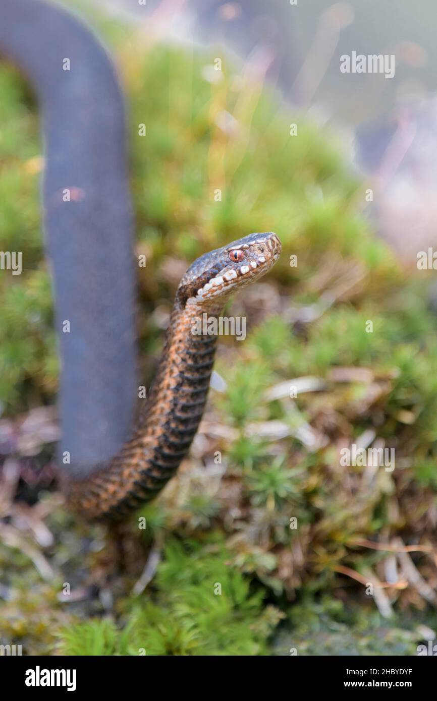 Common european viper (Vipera berus), hell adder, Bavaria, Germany ...