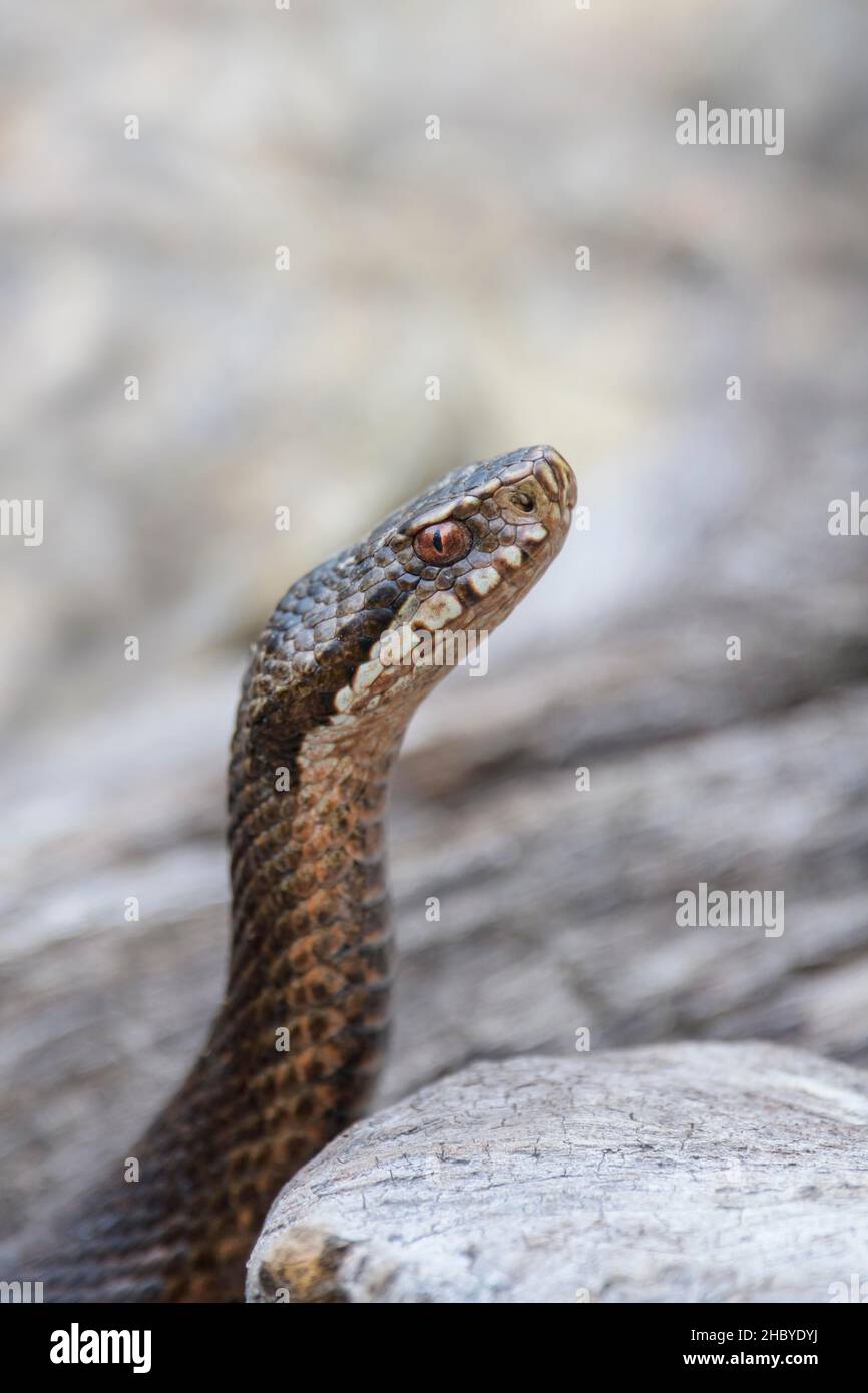 Common european viper (Vipera berus), hell adder, Bavaria, Germany ...