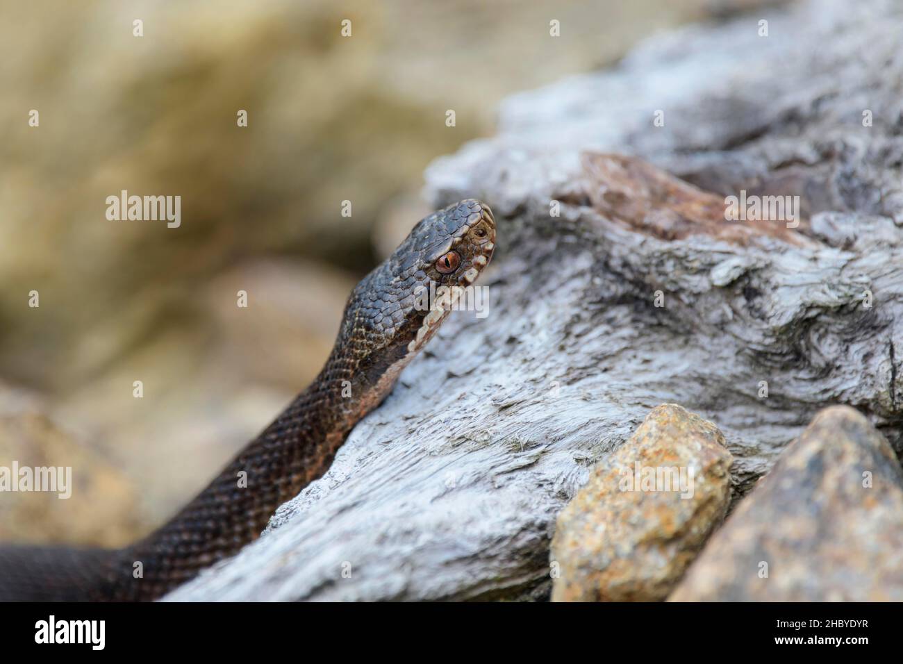 Common european viper (Vipera berus), hell adder, Bavaria, Germany ...