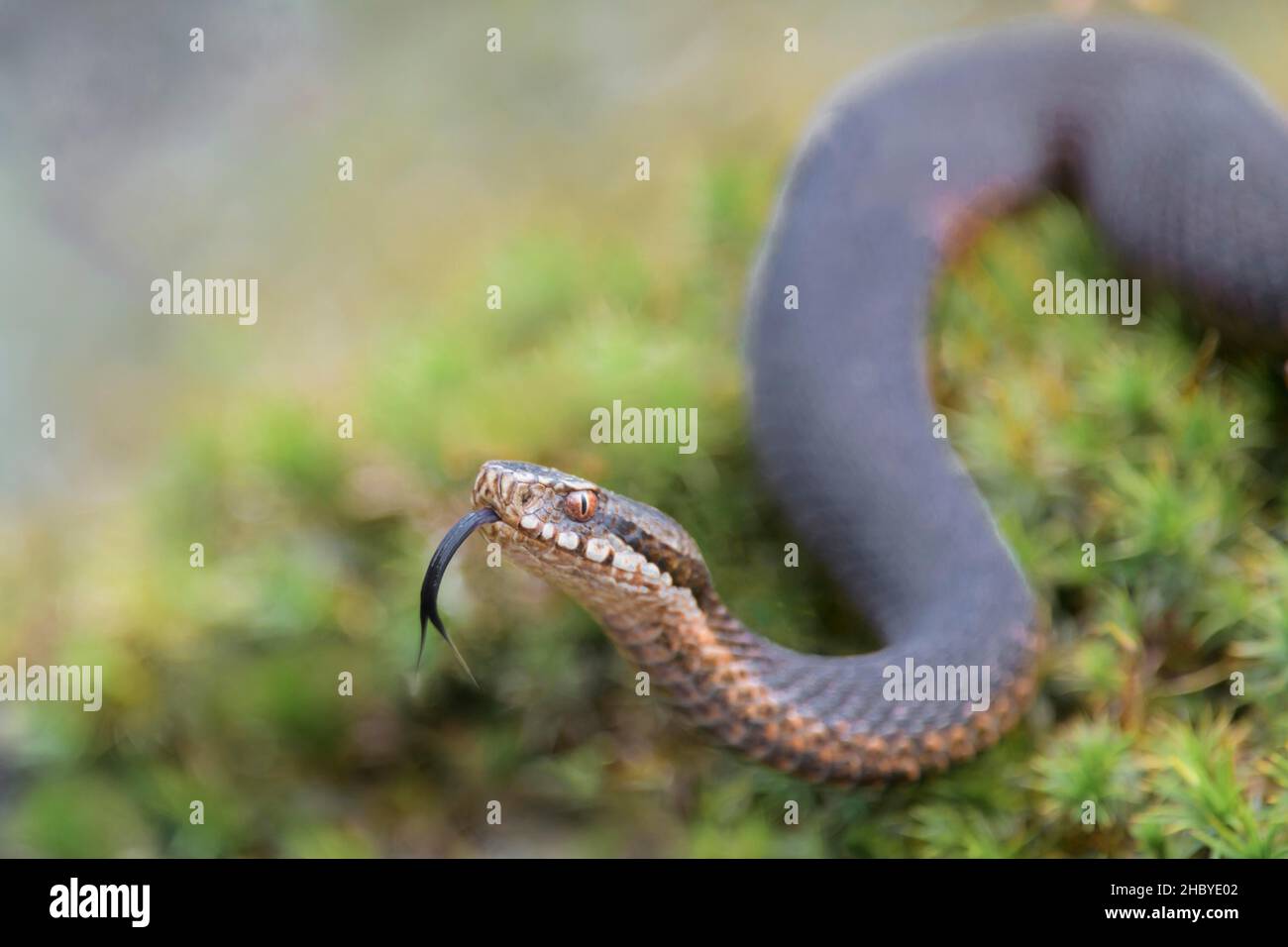 Common european viper (Vipera berus), hell adder, Bavaria, Germany ...