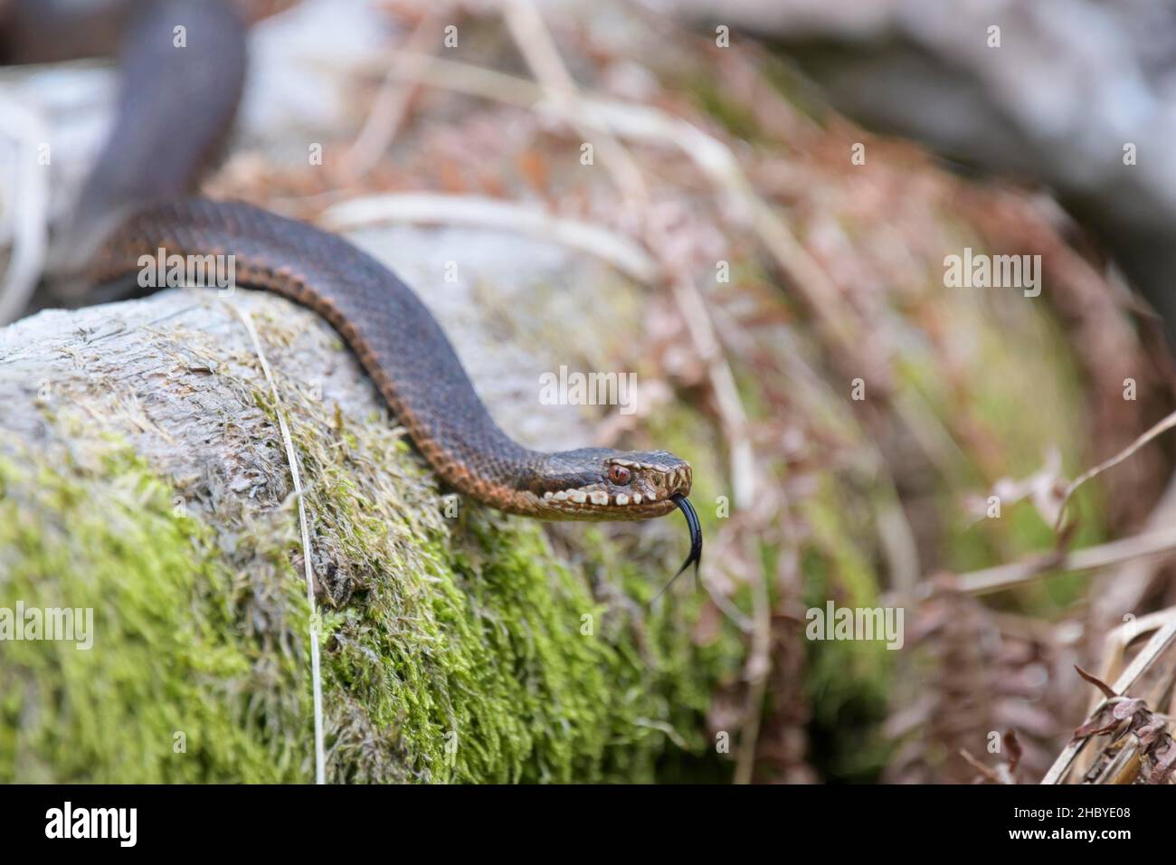Hell adder hi-res stock photography and images - Alamy