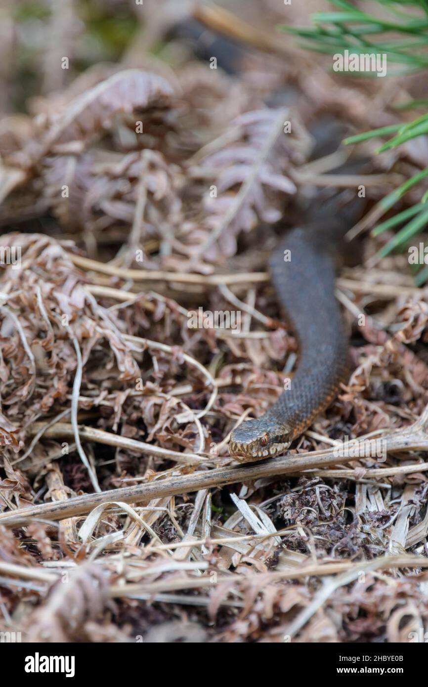 Common european viper (Vipera berus), hell adder, Bavaria, Germany ...