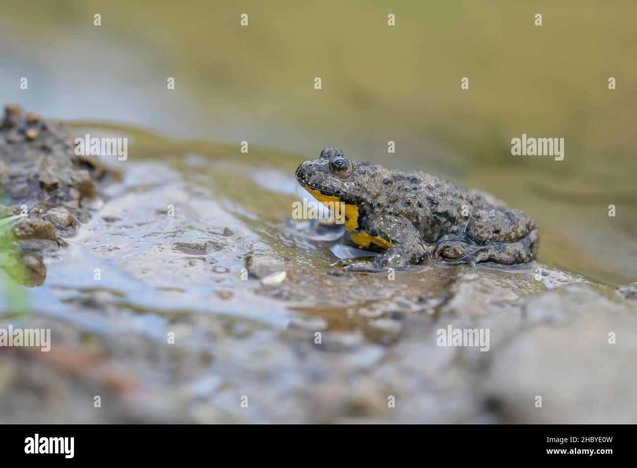 Yellow-bellied toad (Bombina variegata), Lower Saxony, Germany Stock ...