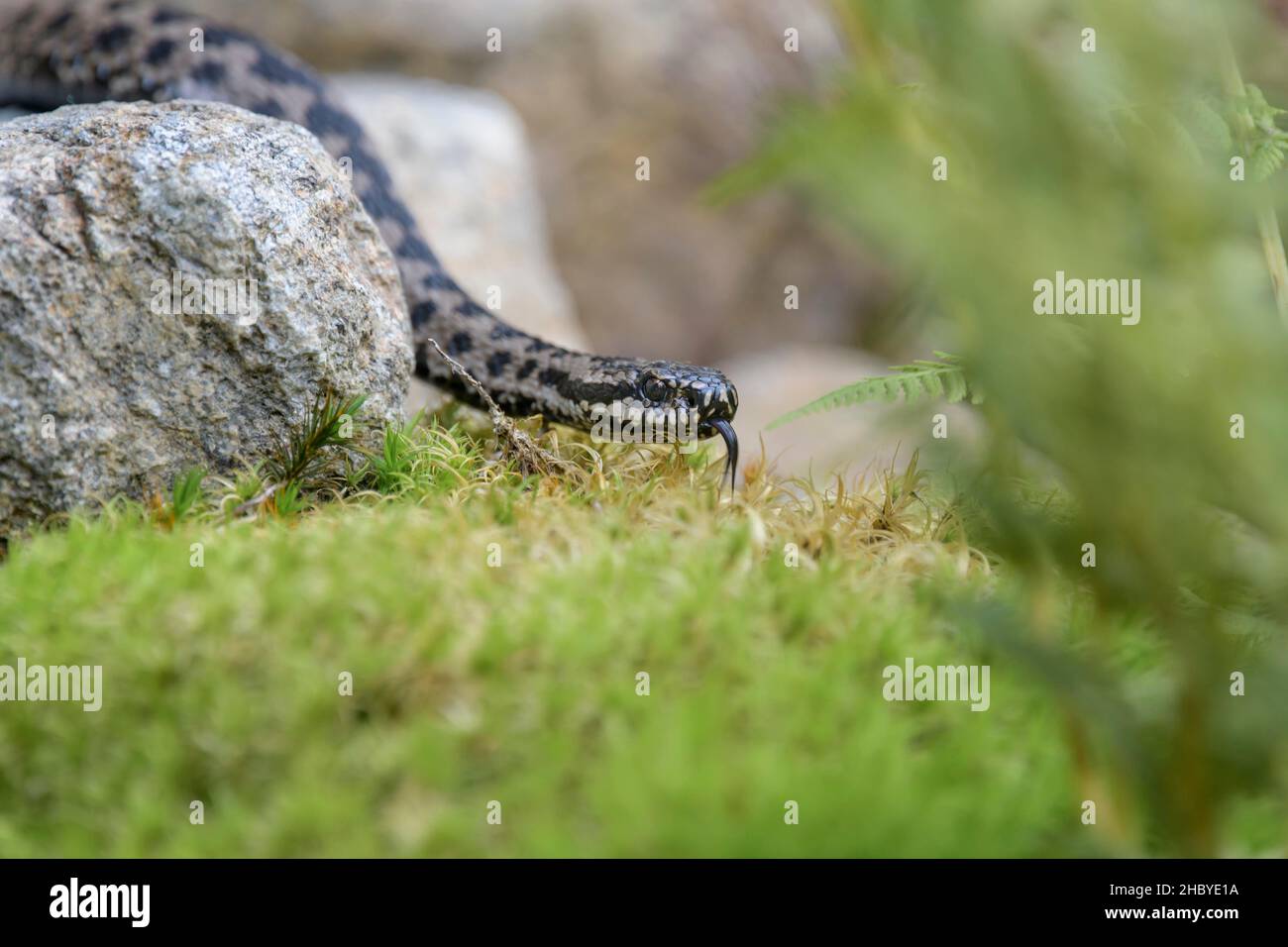 Common european viper (Vipera berus), Bavaria, Germany Stock Photo - Alamy