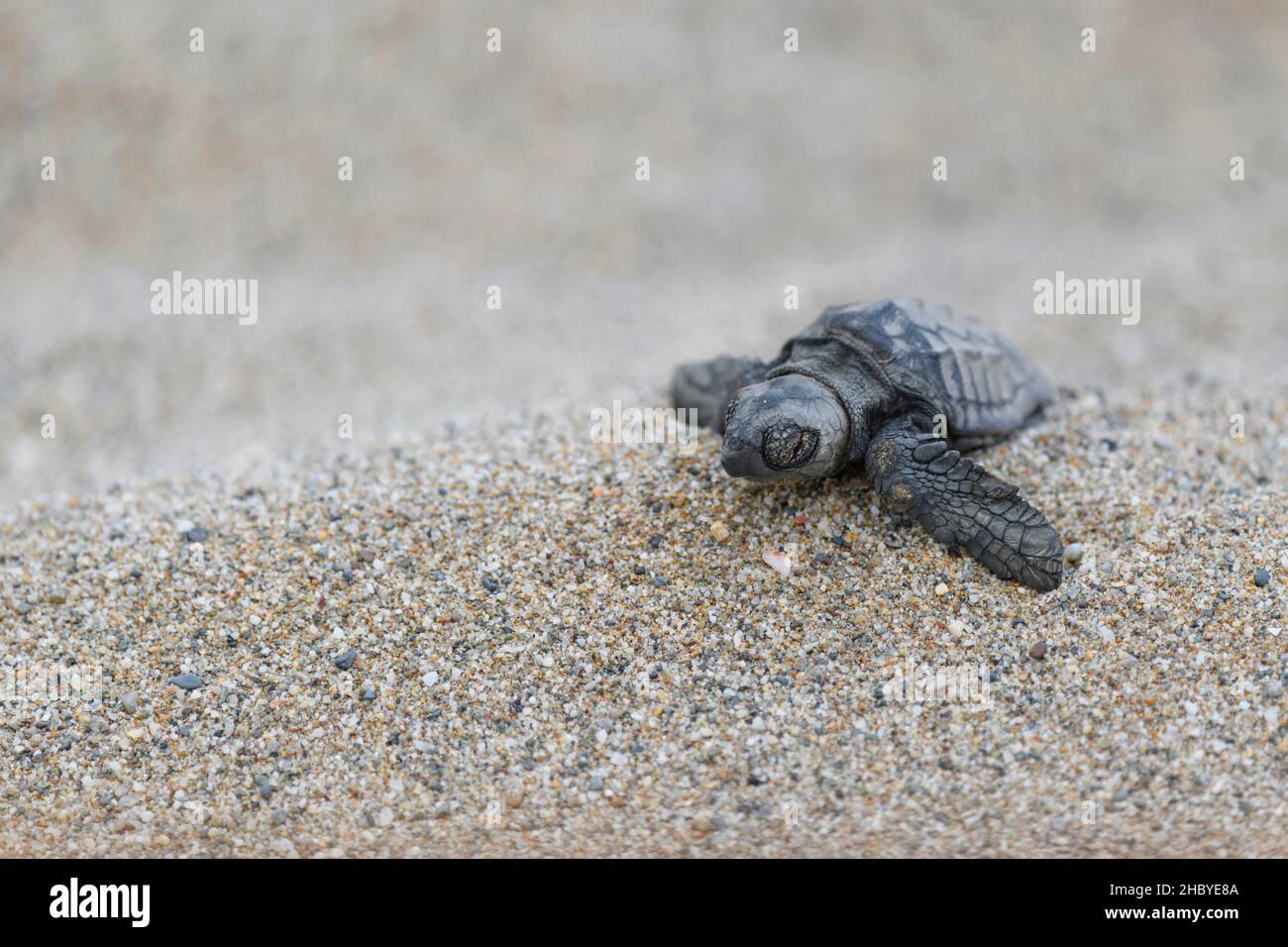 Loggerhead sea turtle (Caretta caretta), hatchling, Crete, Greece Stock ...