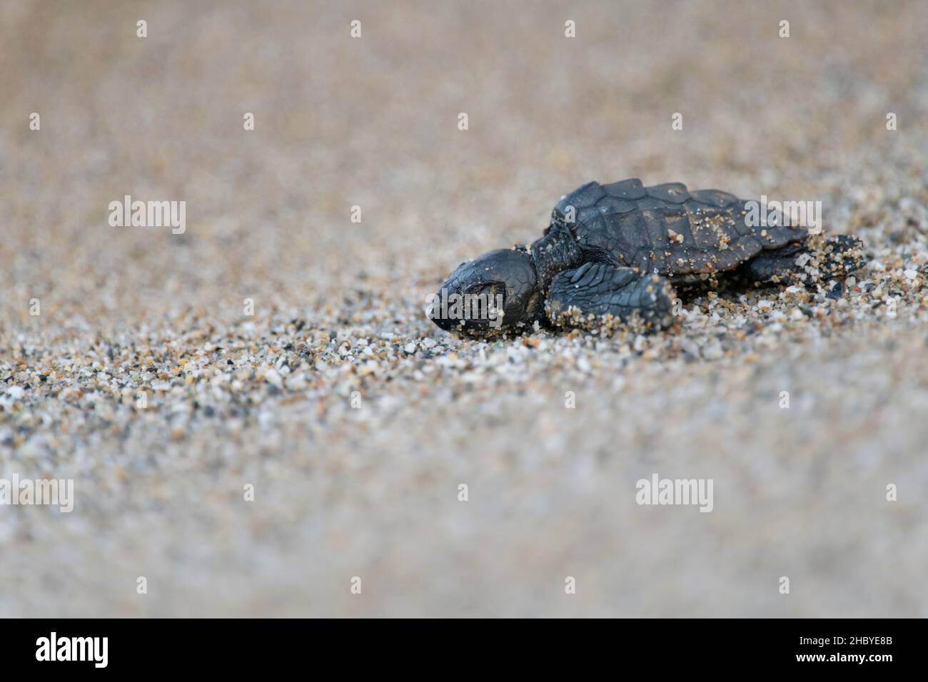 Loggerhead sea turtle (Caretta caretta), hatchling, Crete, Greece Stock ...