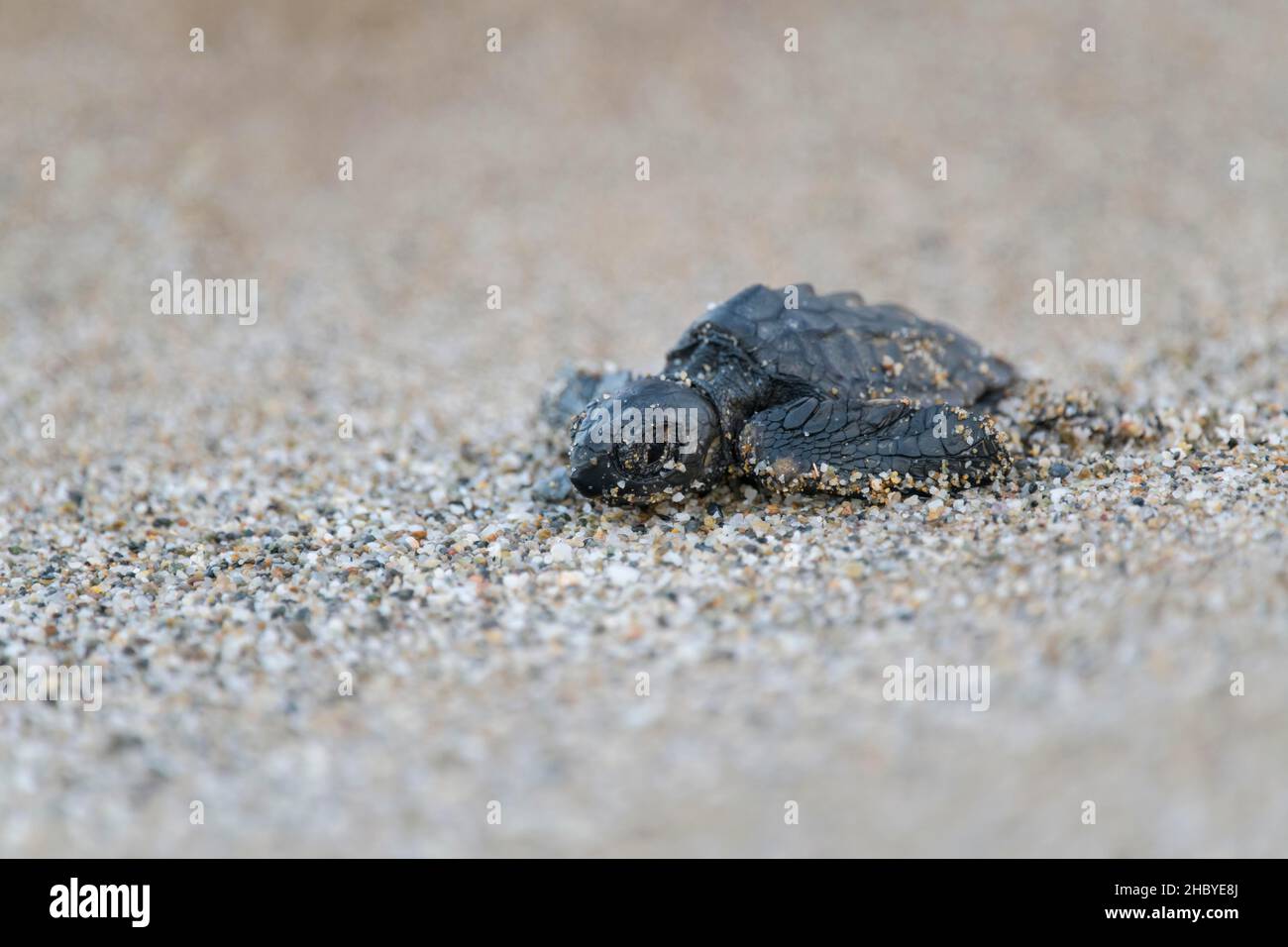 Loggerhead sea turtle (Caretta caretta), hatchling, Crete, Greece Stock ...