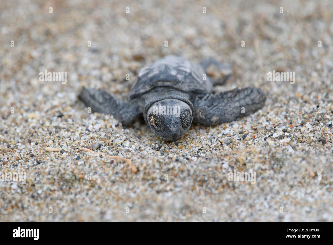 Caretta caretta crete hi-res stock photography and images - Alamy
