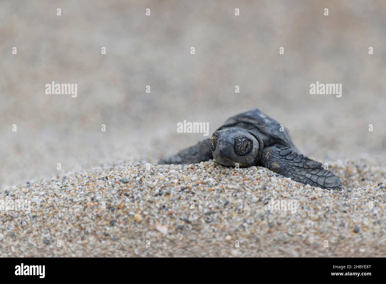 Loggerhead sea turtle (Caretta caretta), hatchling, Crete, Greece Stock ...