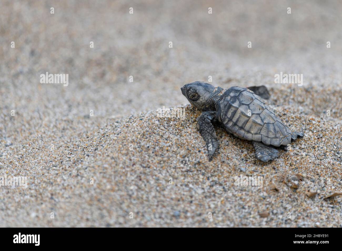 Loggerhead sea turtle (Caretta caretta), hatchling, Crete, Greece Stock ...
