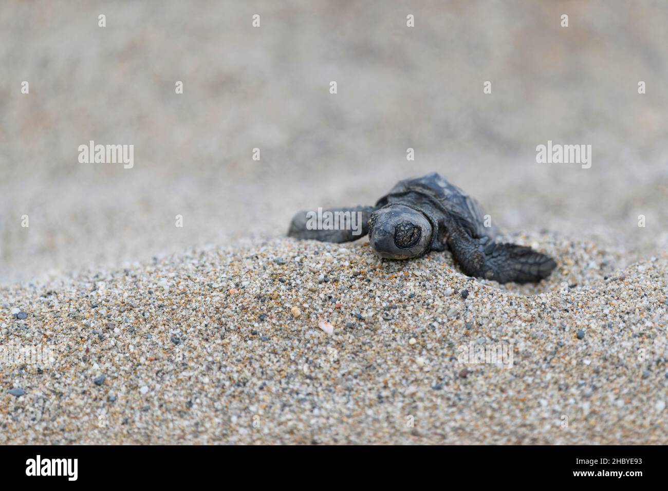 Caretta caretta crete hi-res stock photography and images - Alamy
