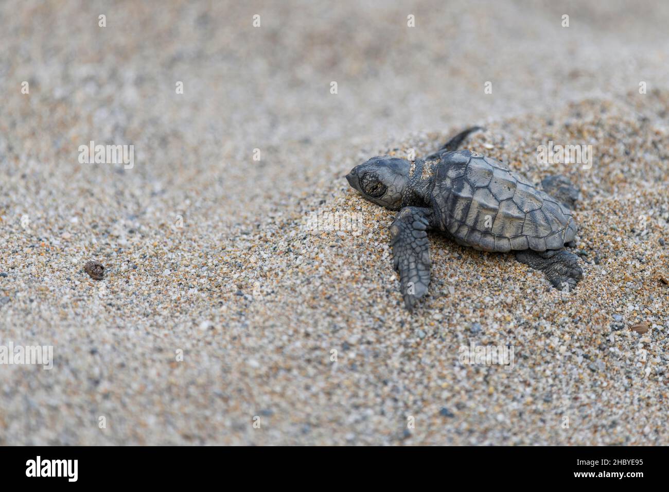 Caretta caretta crete hi-res stock photography and images - Alamy