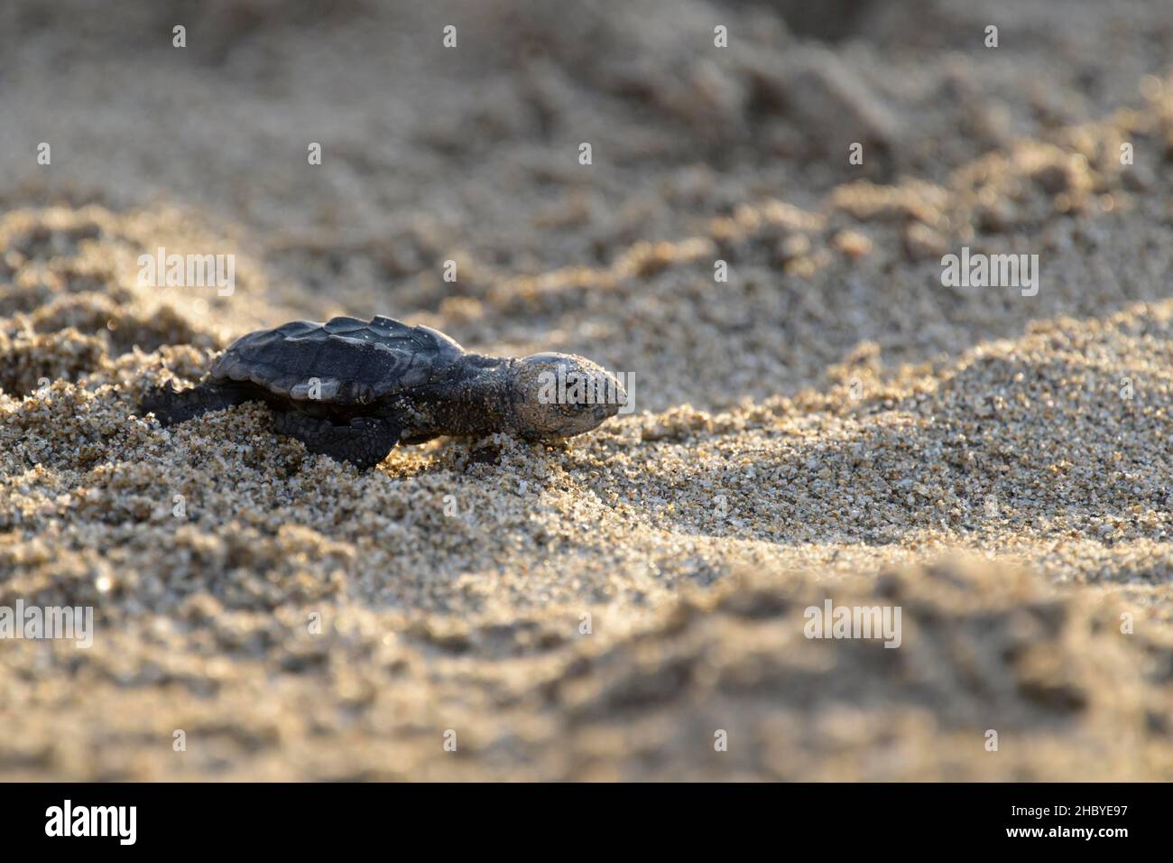 Loggerhead sea turtle (Caretta caretta), hatchling, Crete, Greece Stock ...