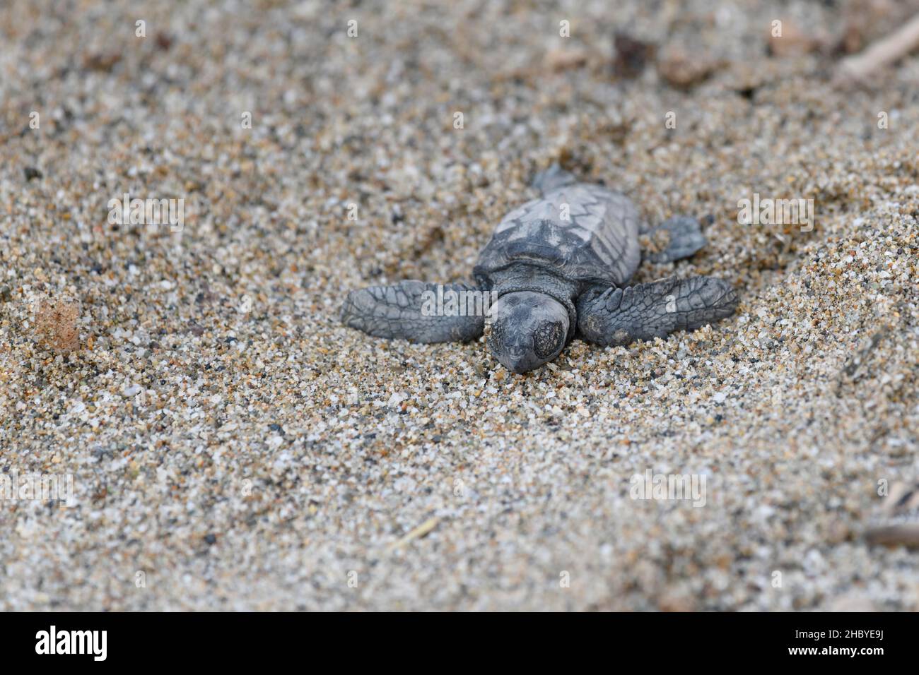 Caretta caretta crete hi-res stock photography and images - Alamy