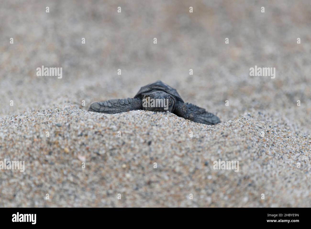 Loggerhead sea turtle (Caretta caretta), hatchling, Crete, Greece Stock ...