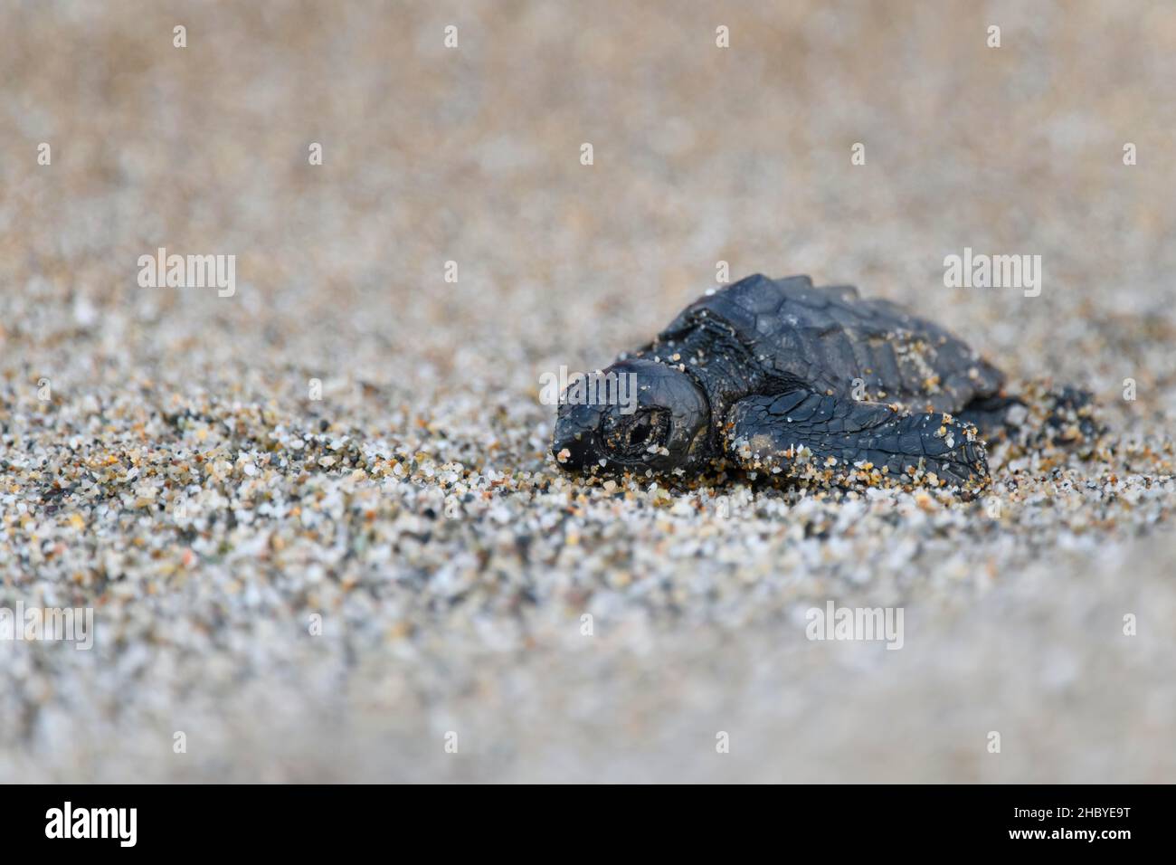 Loggerhead sea turtle (Caretta caretta), hatchling, Crete, Greece Stock ...