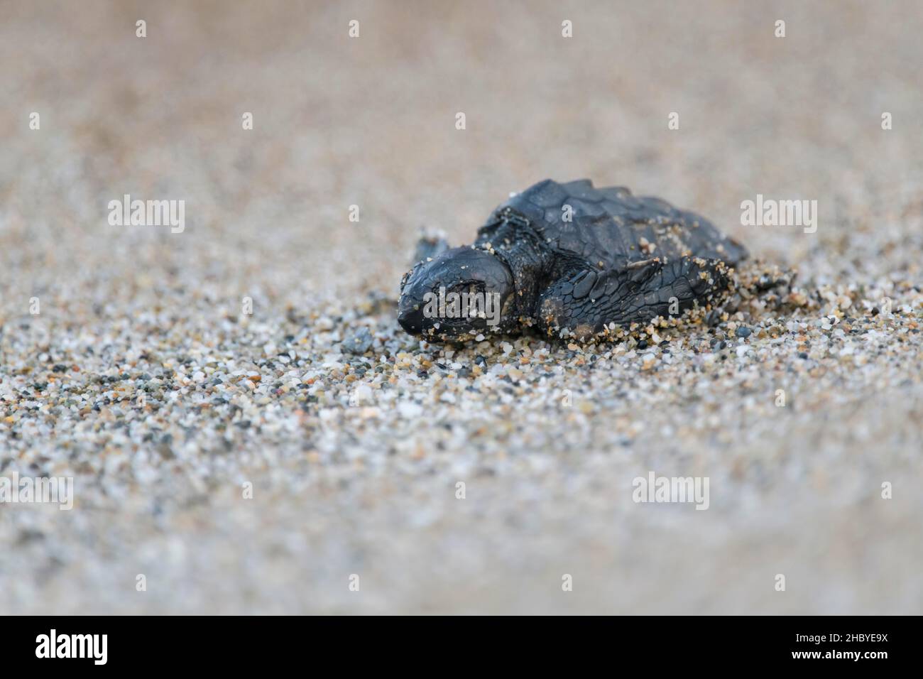 Loggerhead sea turtle (Caretta caretta), hatchling, Crete, Greece Stock ...