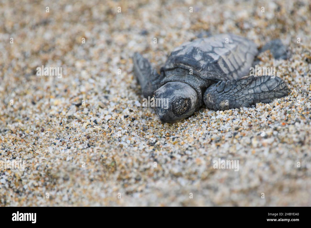 Loggerhead sea turtle (Caretta caretta), hatchling, Crete, Greece Stock ...