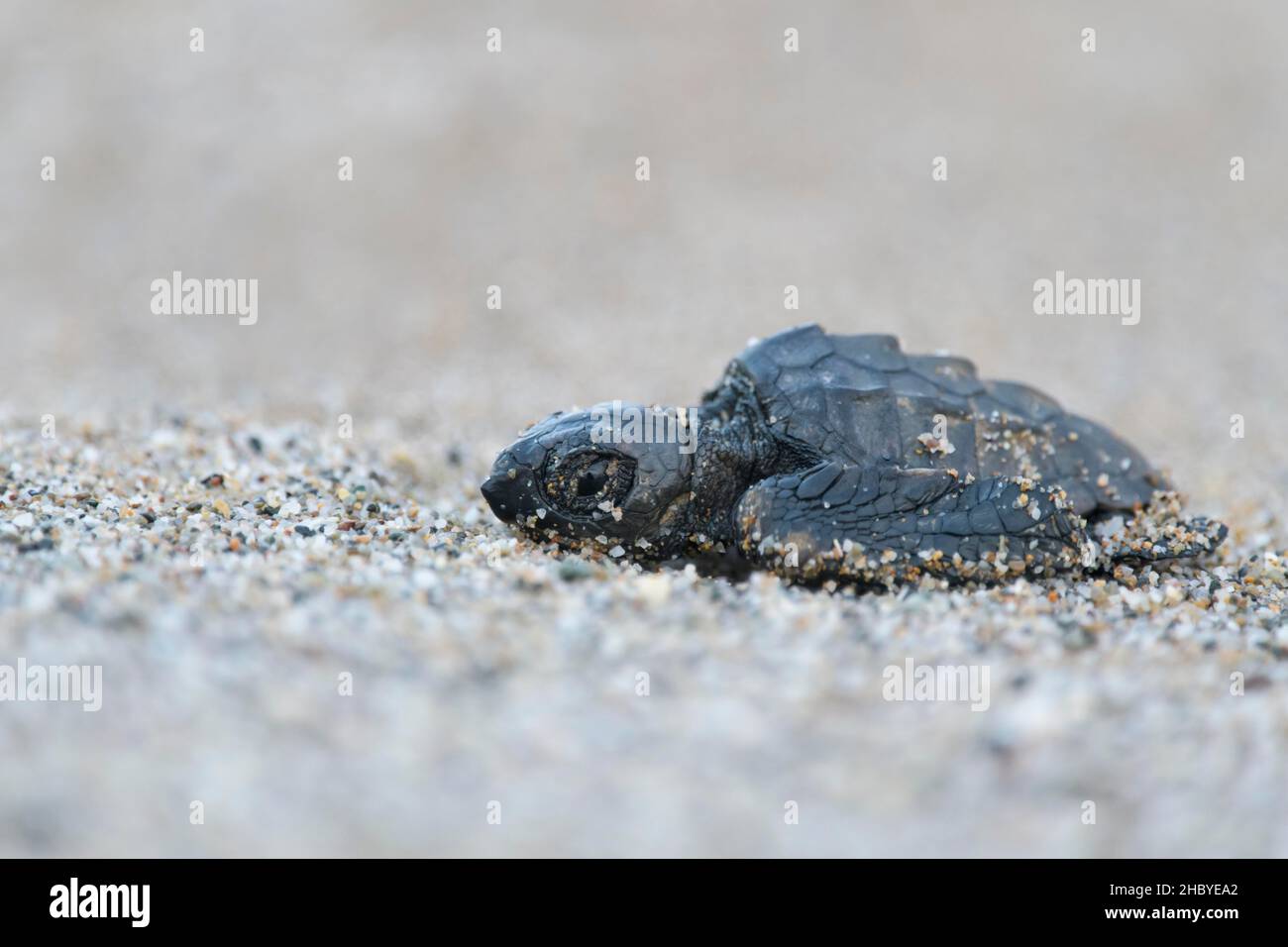 Loggerhead sea turtle (Caretta caretta), hatchling, Crete, Greece Stock ...