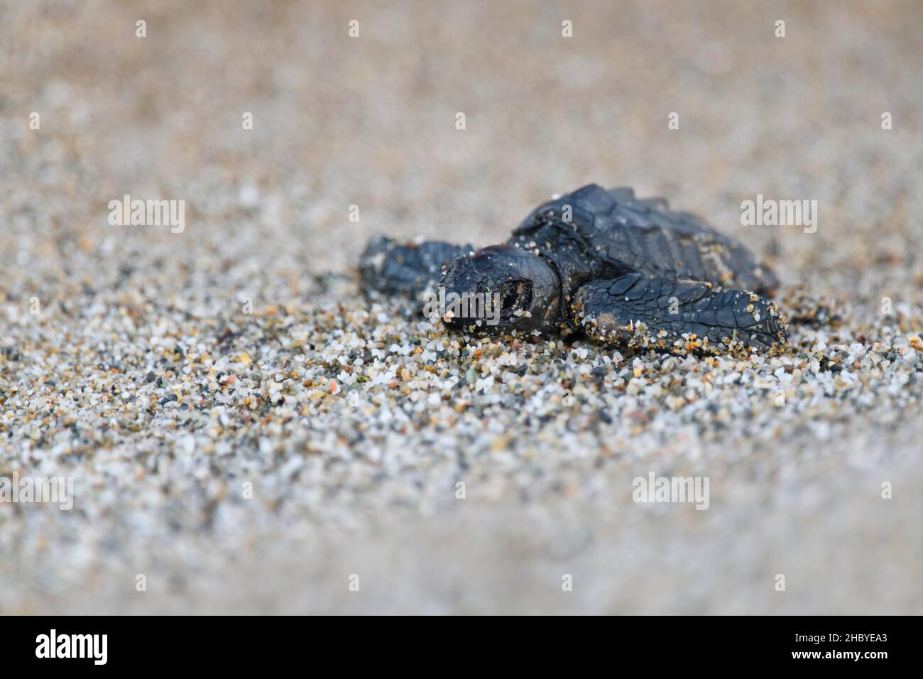 Loggerhead sea turtle (Caretta caretta), hatchling, Crete, Greece Stock ...