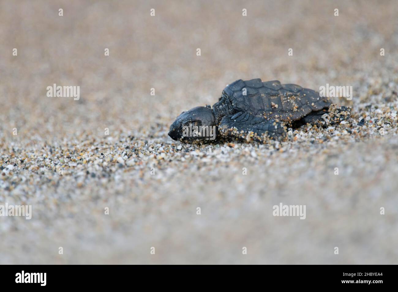 Caretta caretta crete hi-res stock photography and images - Alamy
