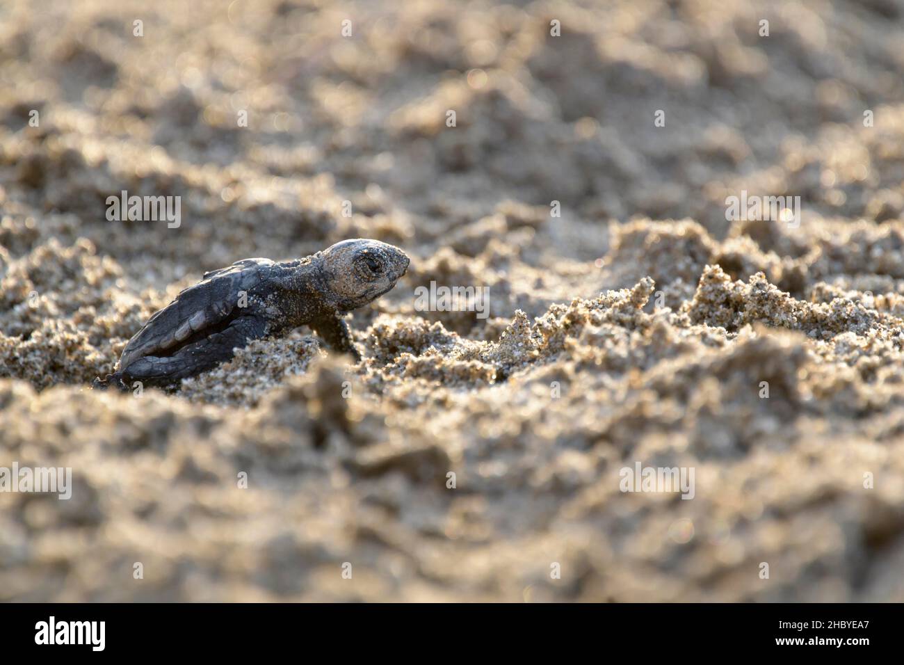 Loggerhead sea turtle (Caretta caretta), hatchling, Crete, Greece Stock ...