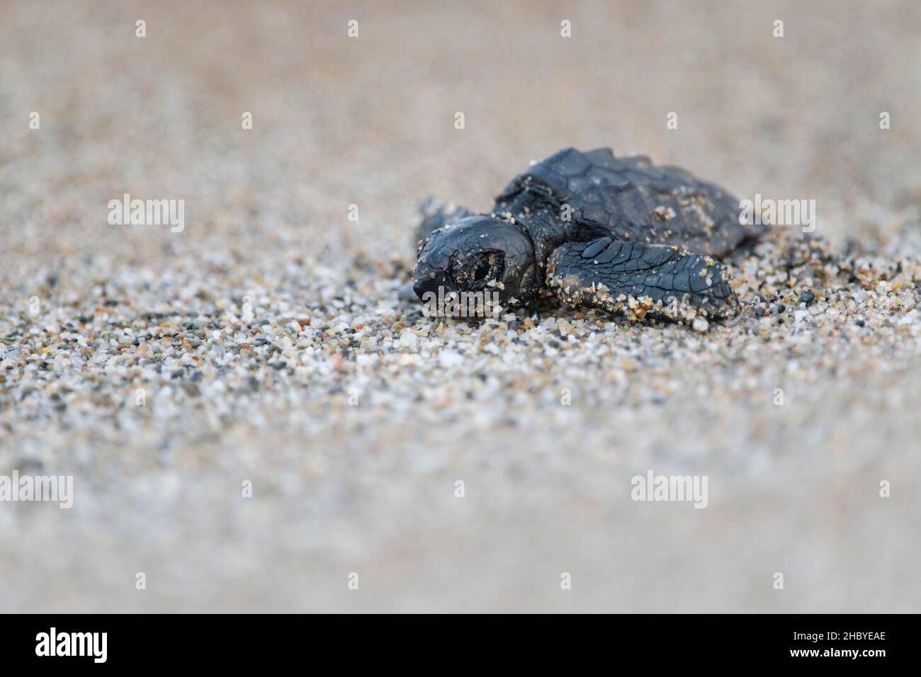 Loggerhead sea turtle (Caretta caretta), hatchling, Crete, Greece Stock ...