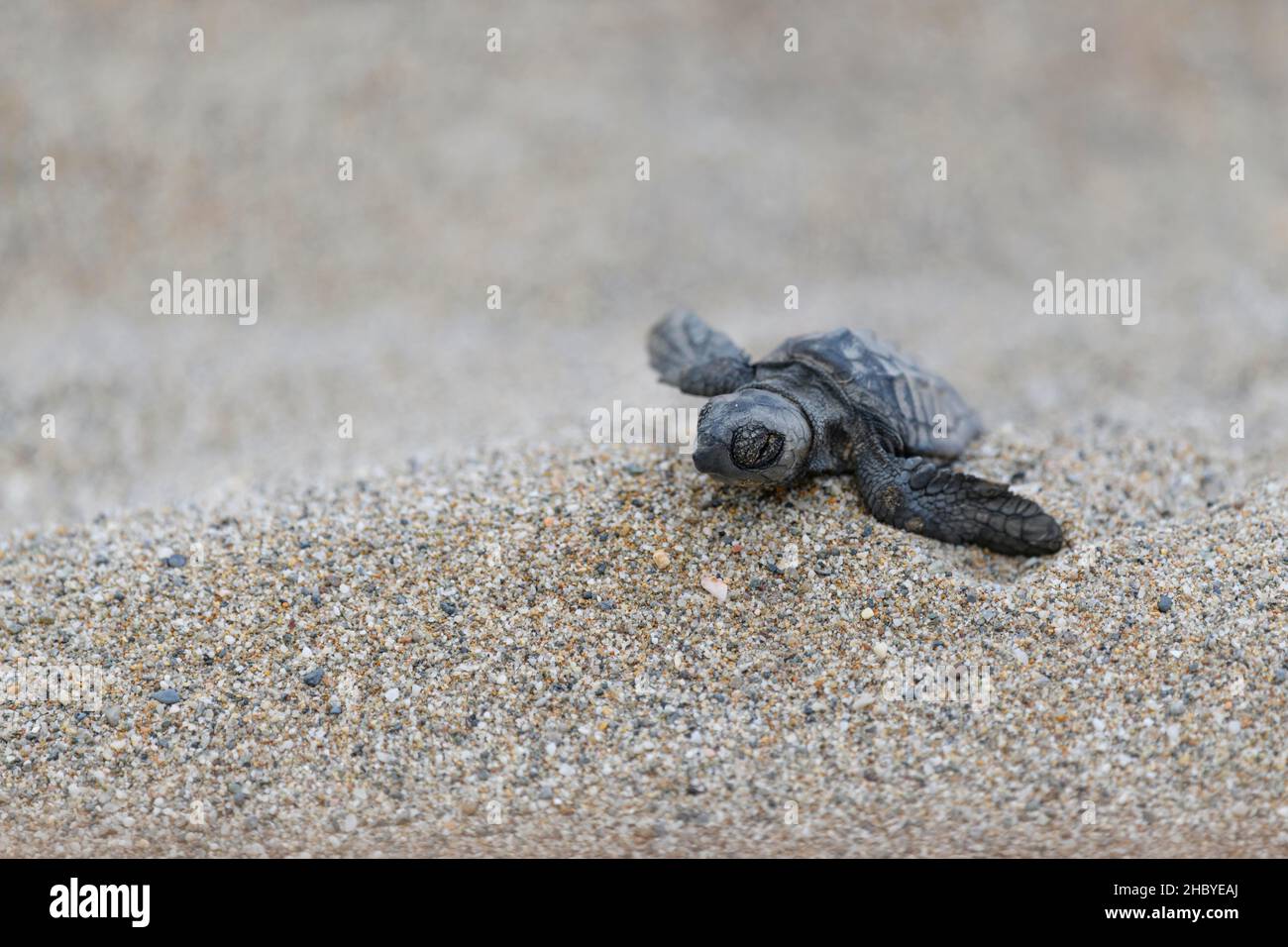 Caretta caretta crete hi-res stock photography and images - Alamy