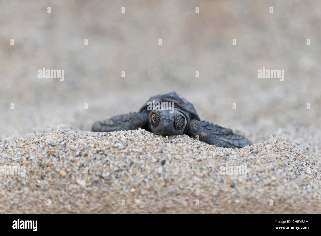 Loggerhead sea turtle (Caretta caretta), hatchling, Crete, Greece Stock ...