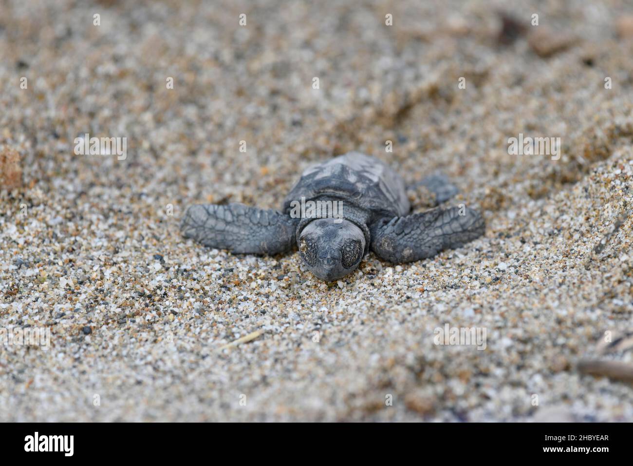 Caretta caretta crete hi-res stock photography and images - Alamy