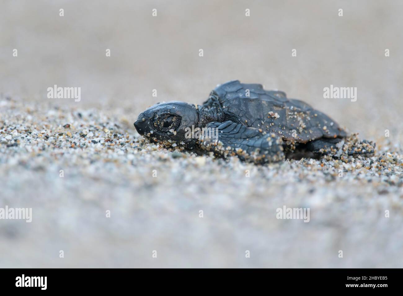 Loggerhead sea turtle (Caretta caretta), hatchling, Crete, Greece Stock ...