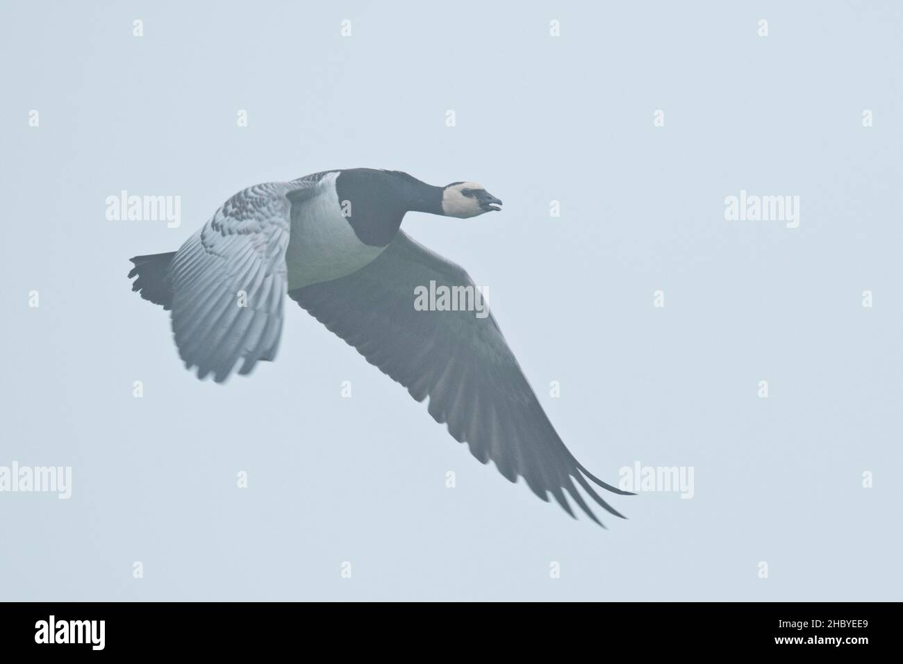Barnacle Geese, White-fronted Geese (Branta leucopsis), flying, East ...