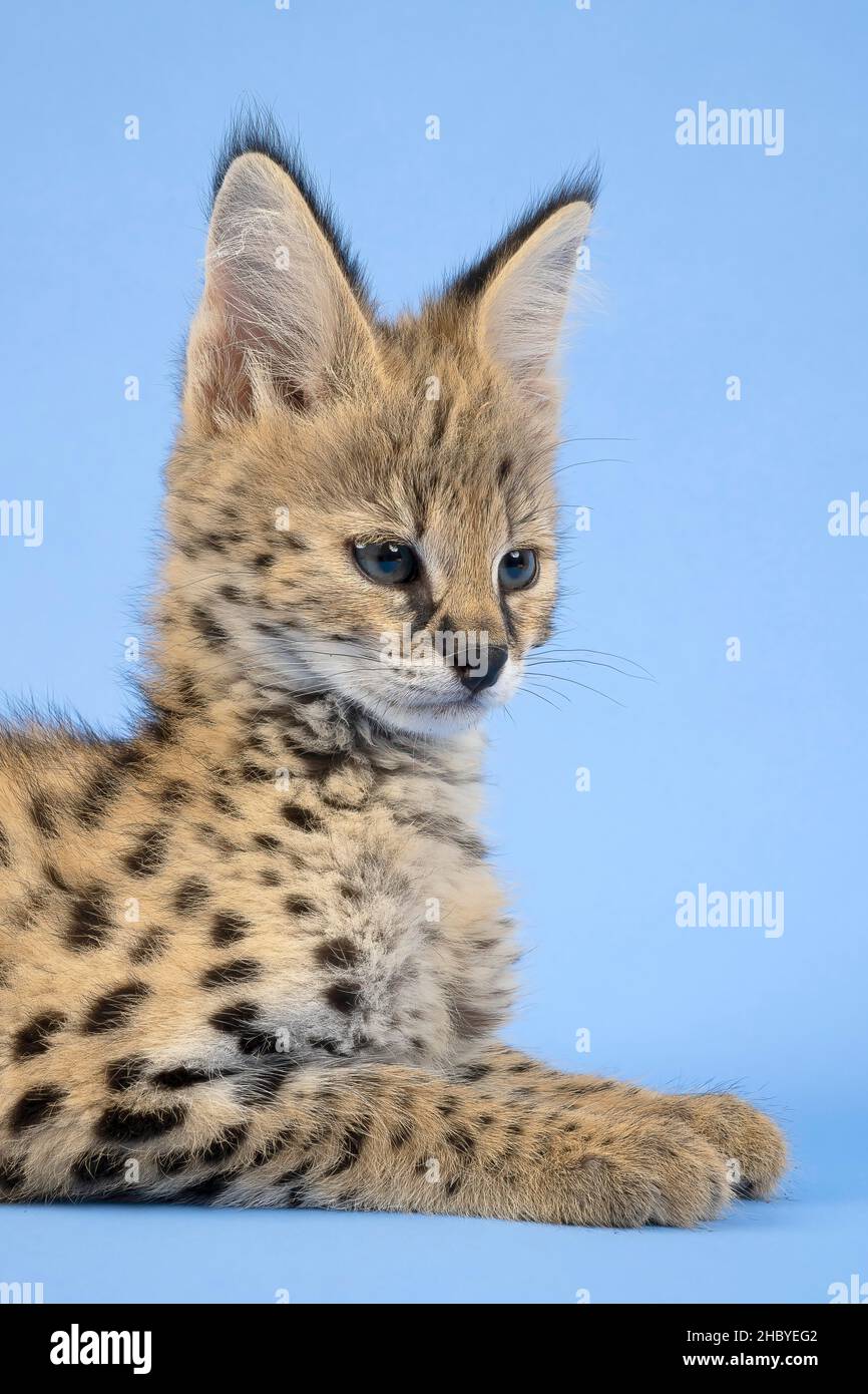 Serval (Leptailurus serval), animal portrait, young animal, 9 weeks ...