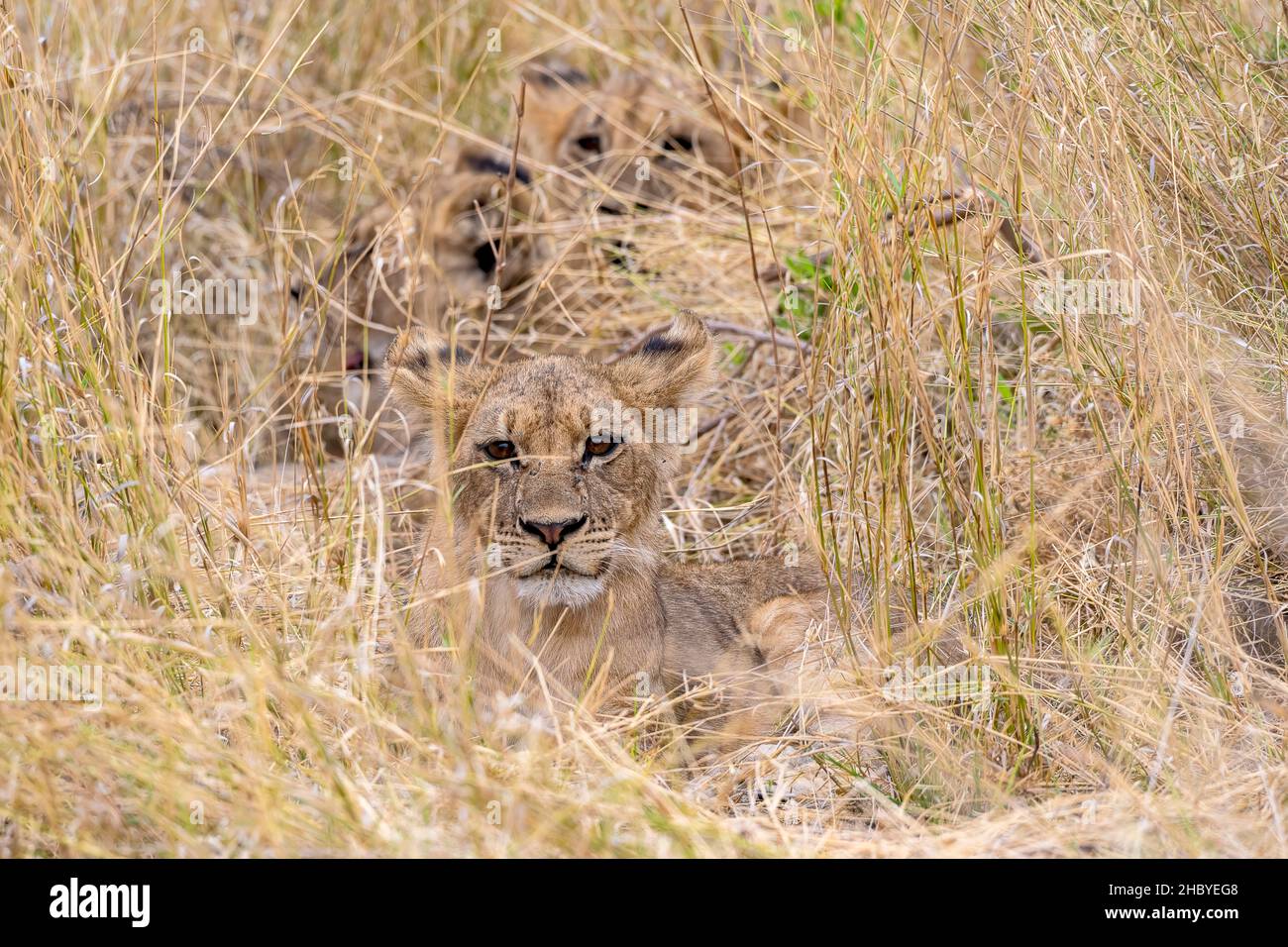 Lion (Panthera leo) young hiding in tall grass while lioness is hunting ...