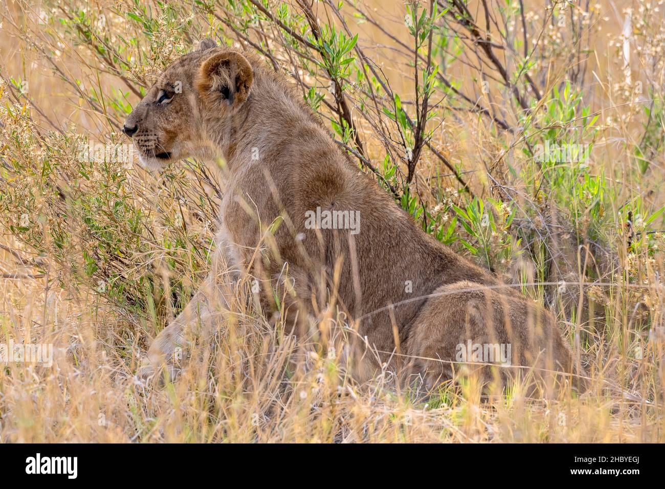 Lion (Panthera leo) young hiding in tall grass while lioness is hunting ...