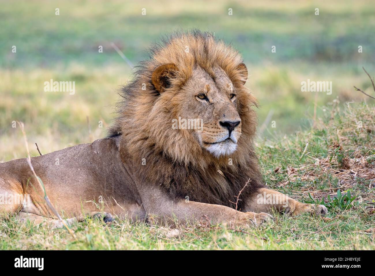 Lion (Panthera leo), male lion with mane, animal portrait, Moremi Game ...