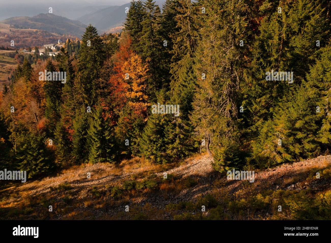 Autumn multi-colored forest with green coniferous trees and narrow path ...
