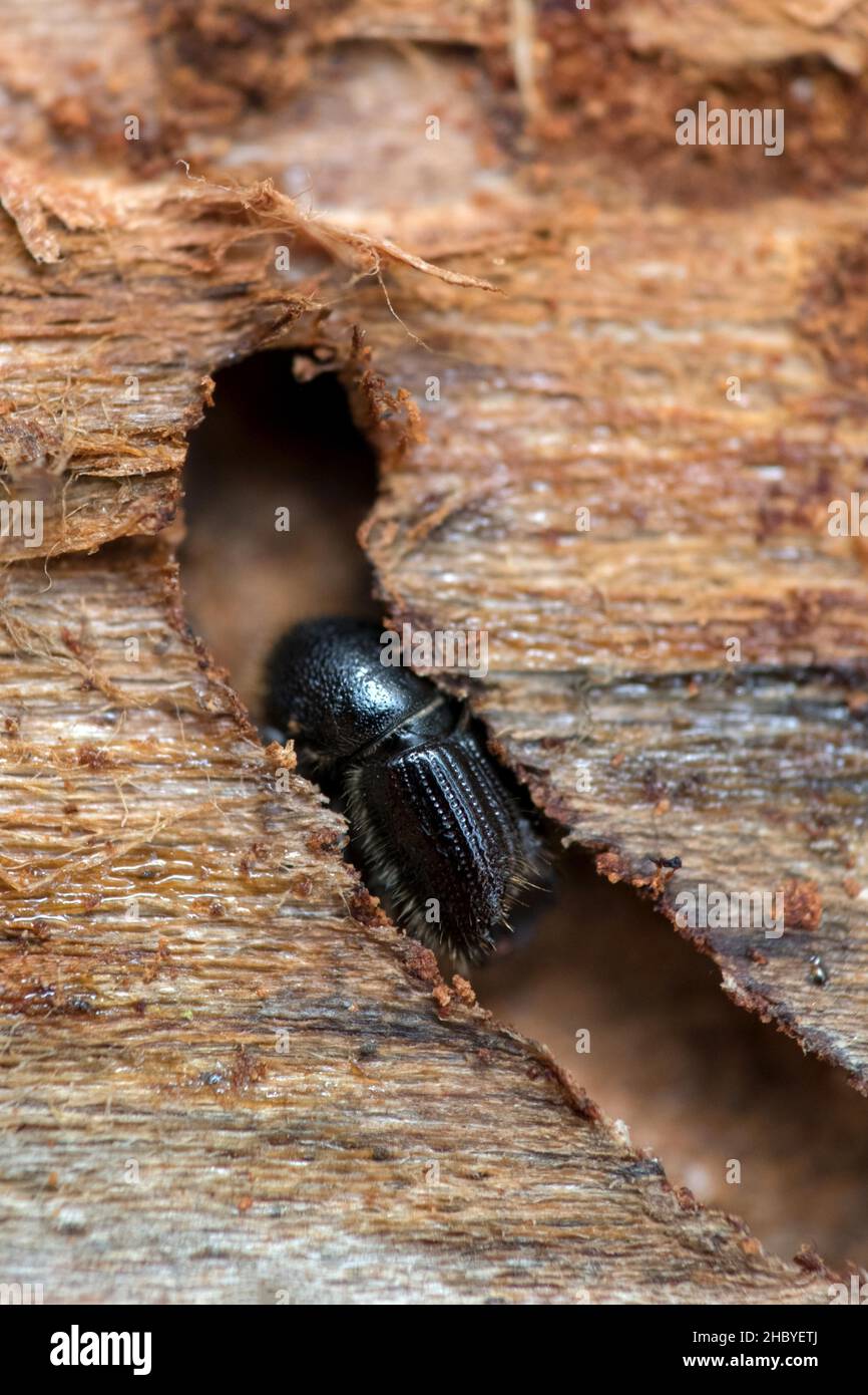 European spruce bark beetle (Ips typographus), beetle making tunnels ...