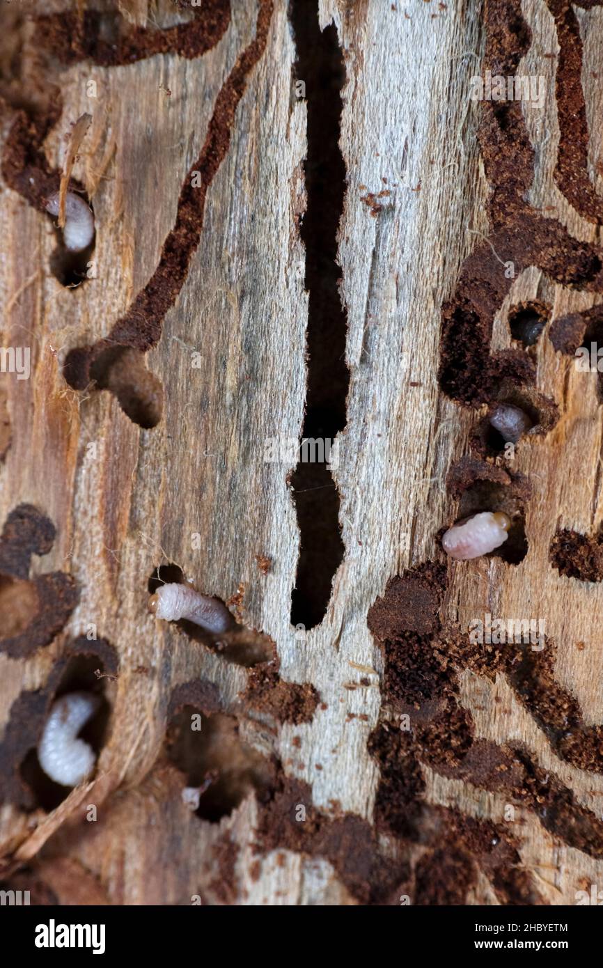 European spruce bark beetle (Ips typographus), beetles in the larval ...