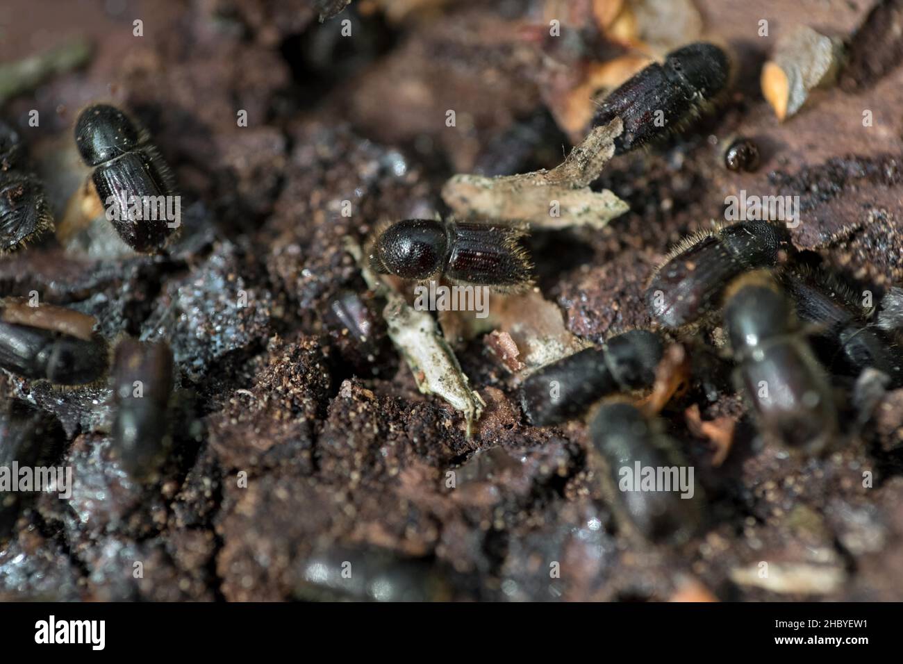 Spruce bark beetle hi-res stock photography and images - Alamy
