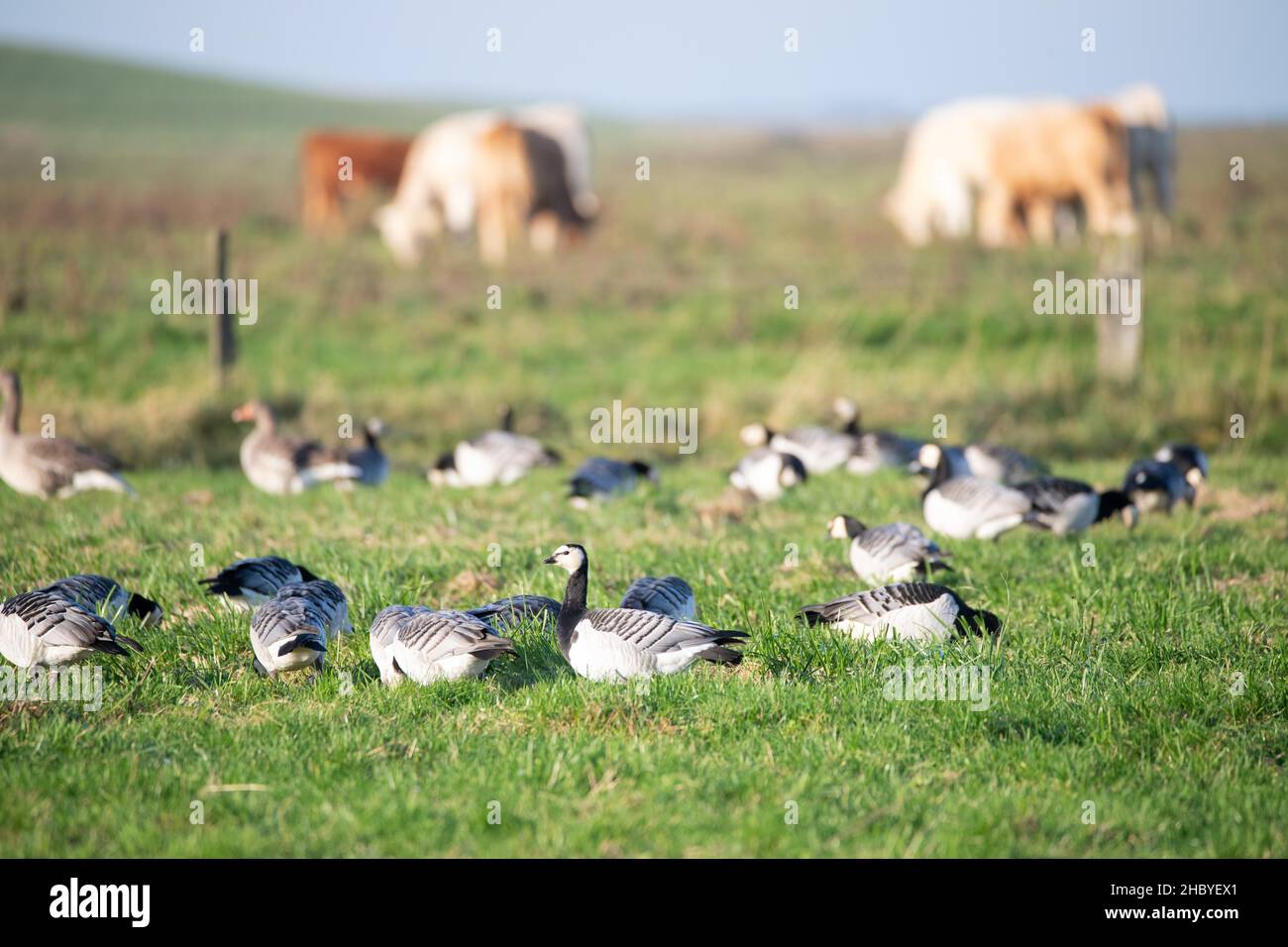 Big cow hi-res stock photography and images - Alamy