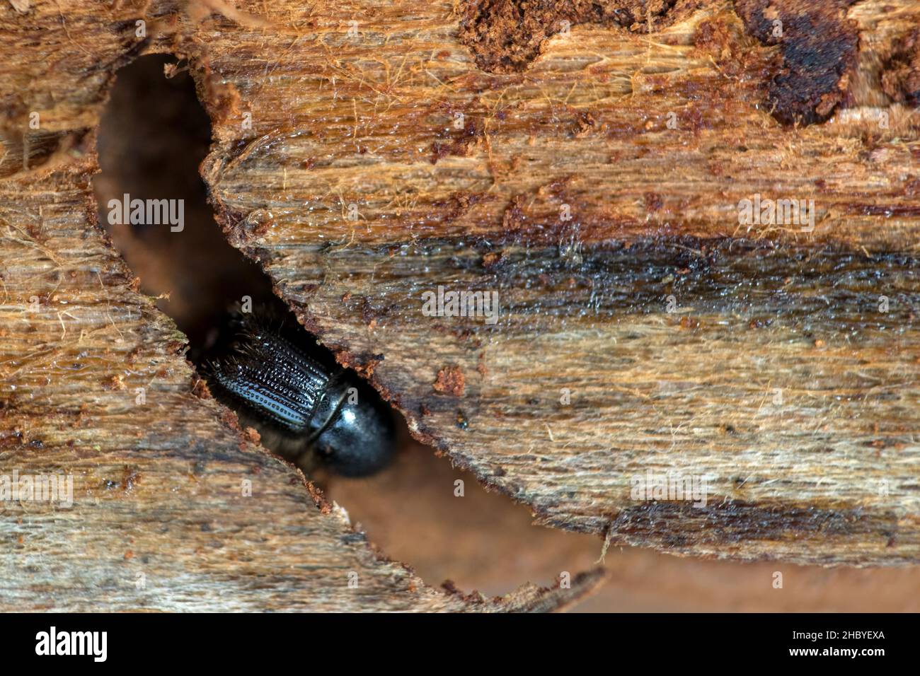 European spruce bark beetle (Ips typographus), beetle making tunnels ...