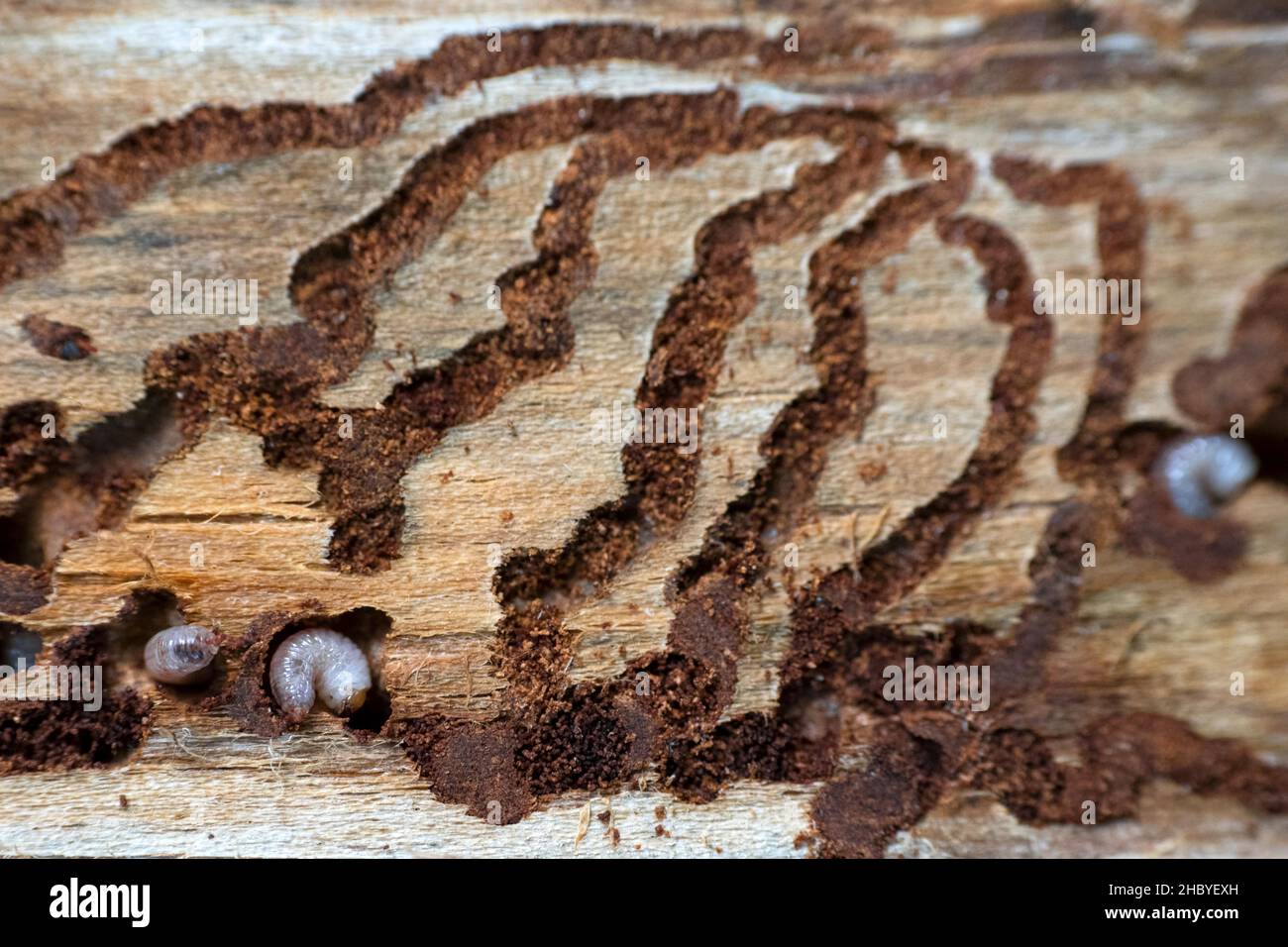 European spruce bark beetle (Ips typographus), beetles in the larval ...