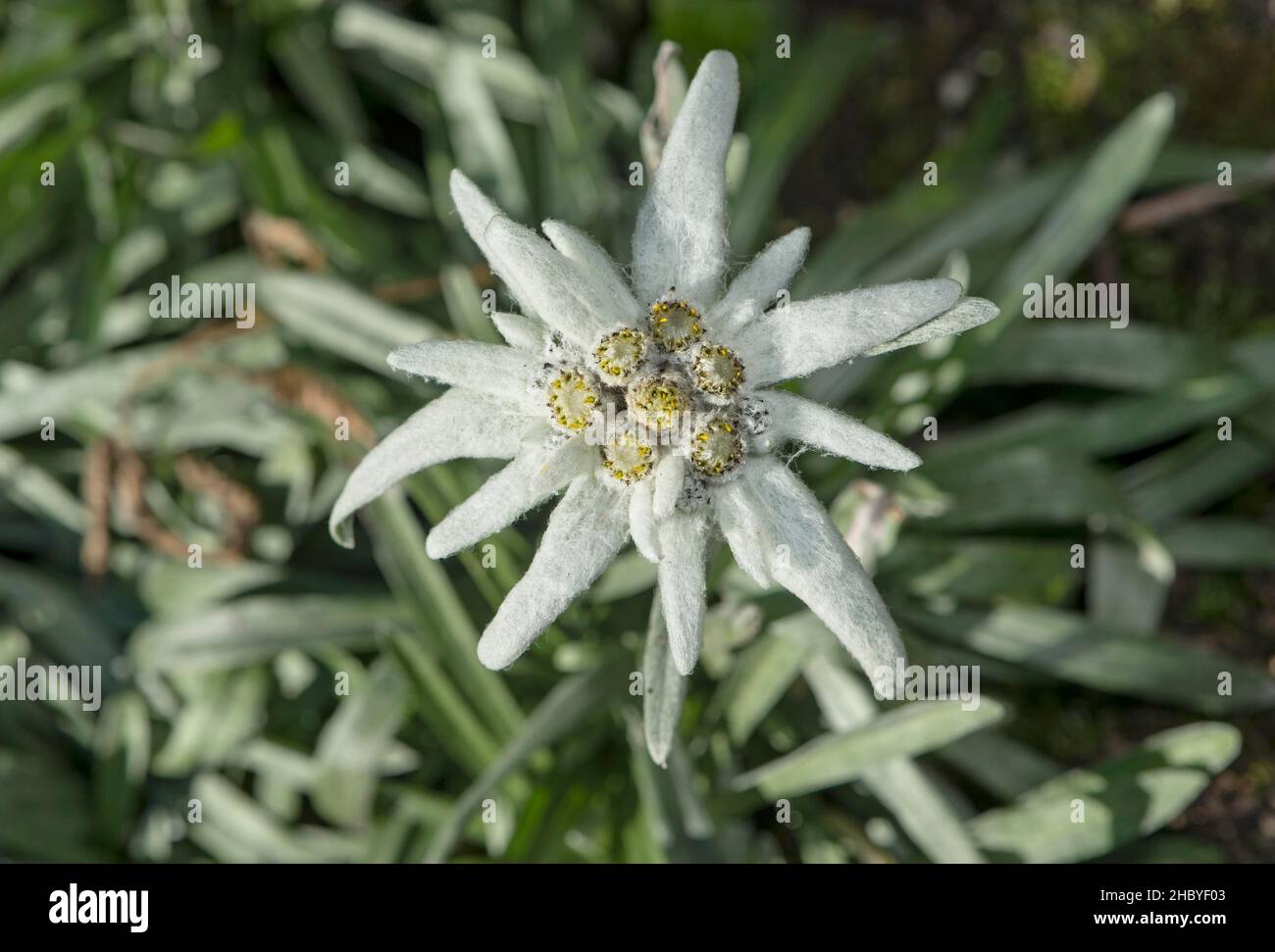 Flower of the alpine edelweiss (Leontopodium nivale), Valais ...